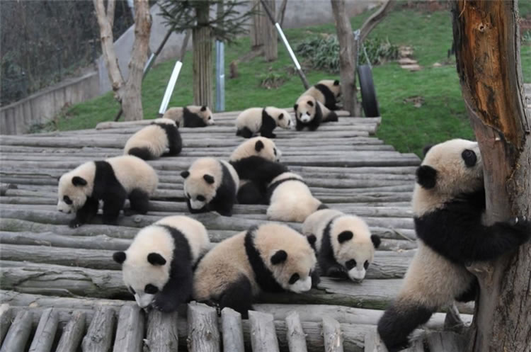 One Day Chengdu Panda Tour | Best Day Trip in Chengdu | Chengdu Tour