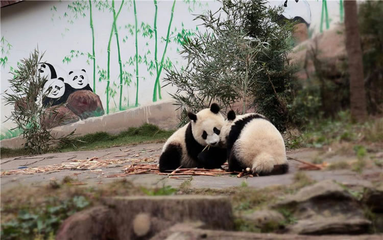 2 Days Chengdu Tour Package with Panda Base Visiting-Best Way to Spend ...