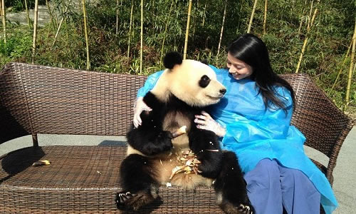 Chengdu Panda & Leshan Buddha Tour: Chengdu Research Base of Giant Pandas