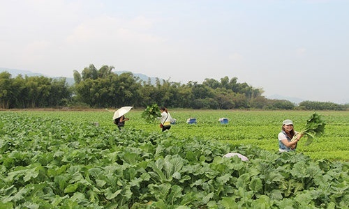 Private Food Tour Chengdu: Farm-to-Table Culinary Experience
