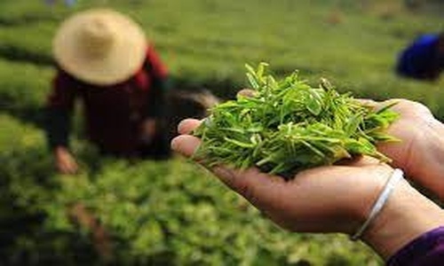 Chengdu Qingcheng Mountain Tea Tour: Tea Fields & Tasting