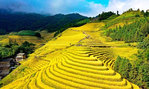 Guilin to Longsheng Tours: Scenic Terraces, Villages, and Culture
