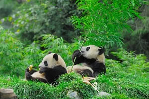 Dujiangyan Panda Base: Chengdu Panda Tour & Volunteer Experience