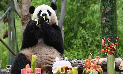 Dujiangyan Panda Base: Chengdu Panda Tour & Volunteer Experience