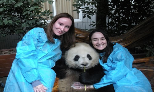 Chengdu Panda Base & Leshan Giant Buddha Tour Full Day Experience