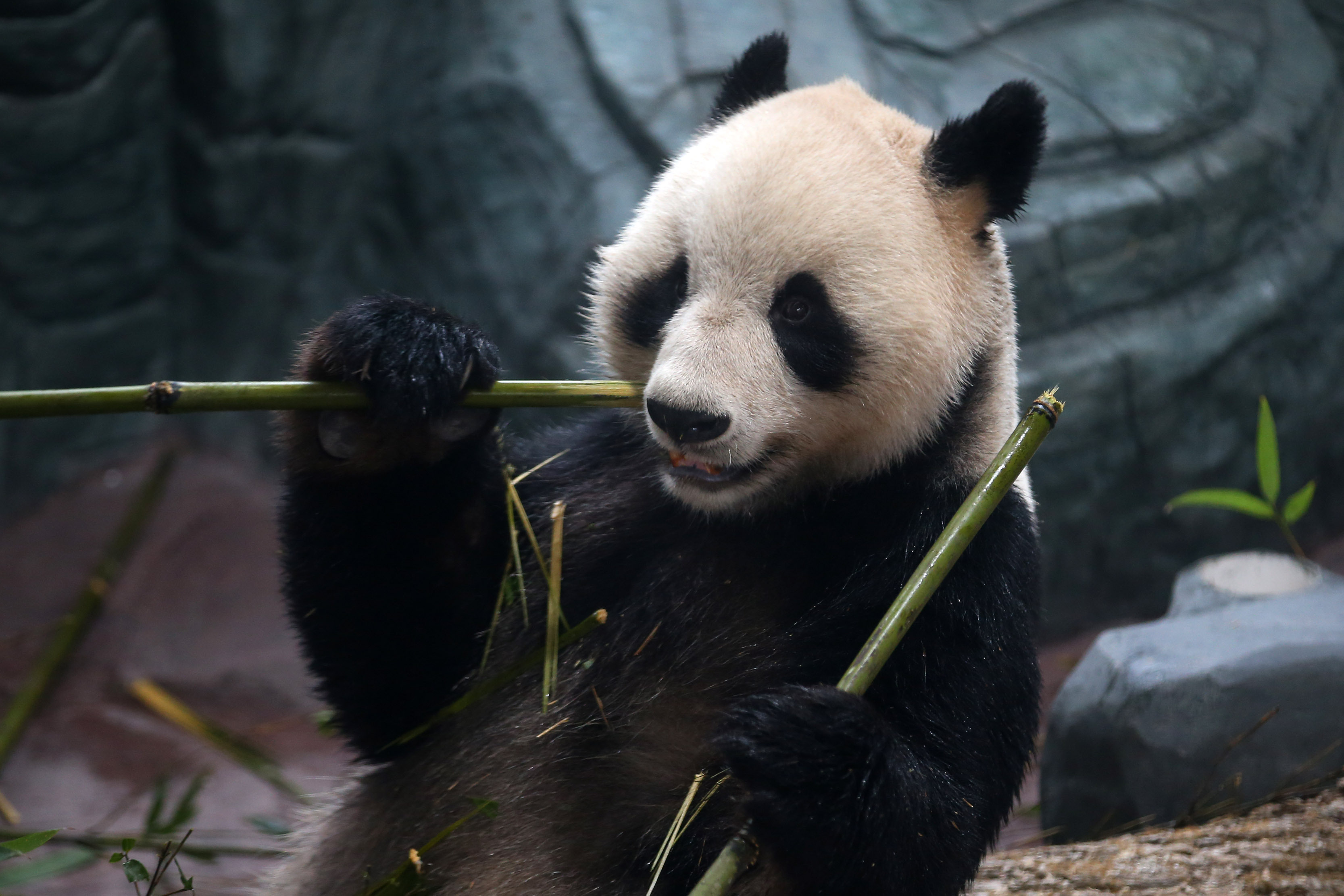 Wolong Panda Base | Wolong Panda Center | Chengduprivatetour